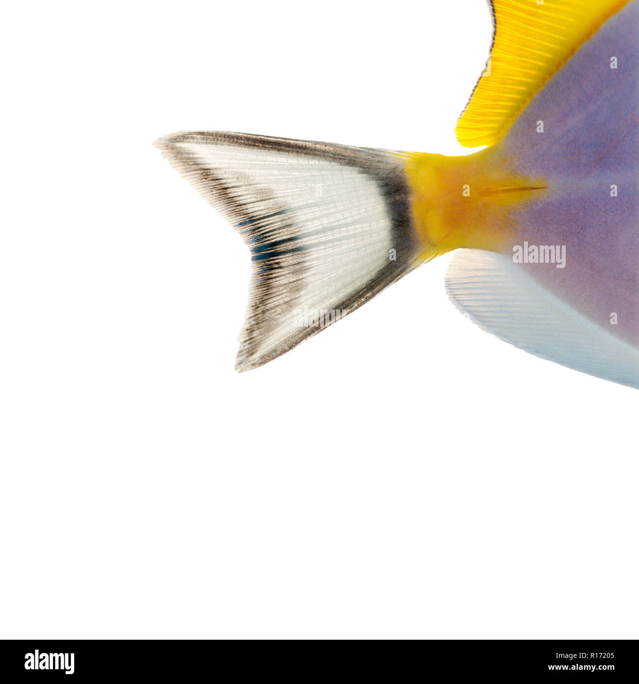 Close-up of a Powder blue tang's caudal fin, Acanthurus leucosternon ...