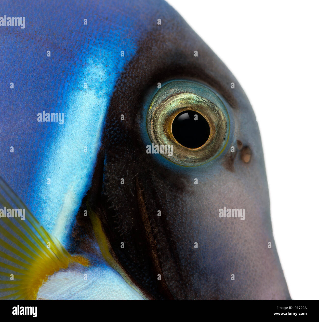 Close-up of a Powder blue tang's head, Acanthurus leucosternon ...