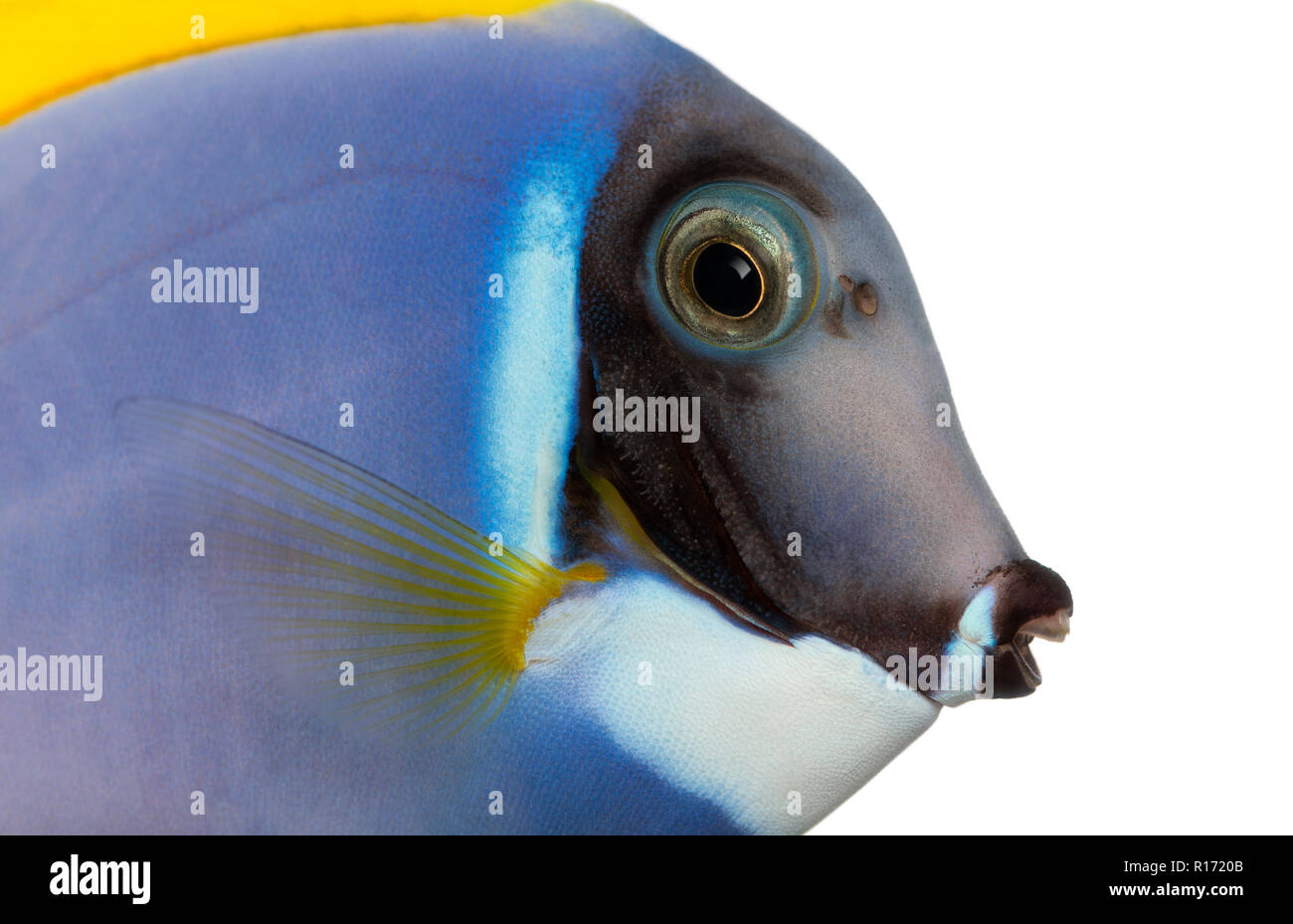 Close-up of a Powder blue tang profile, Acanthurus leucosternon ...