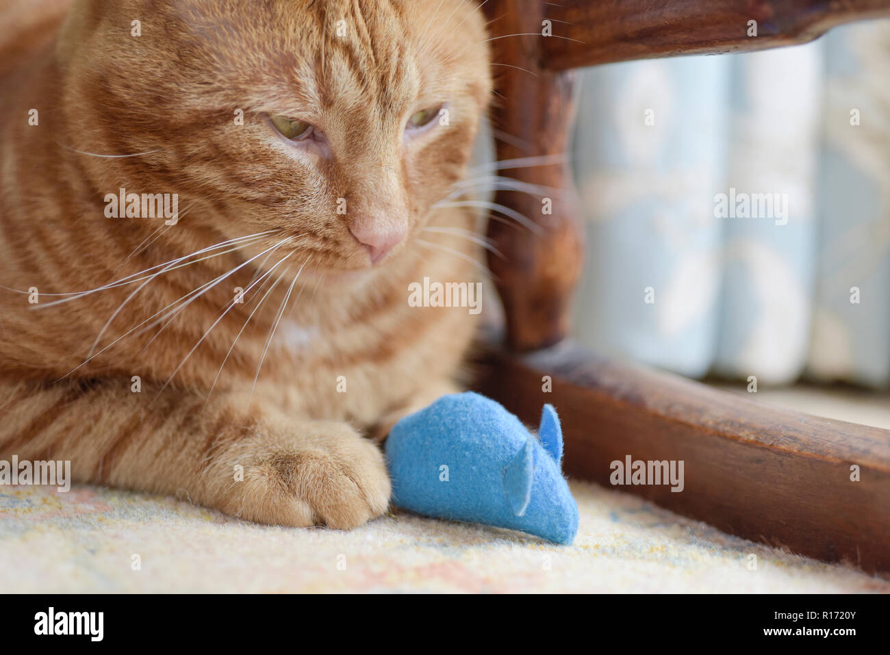 Chat et souris hi-res stock photography and images - Alamy