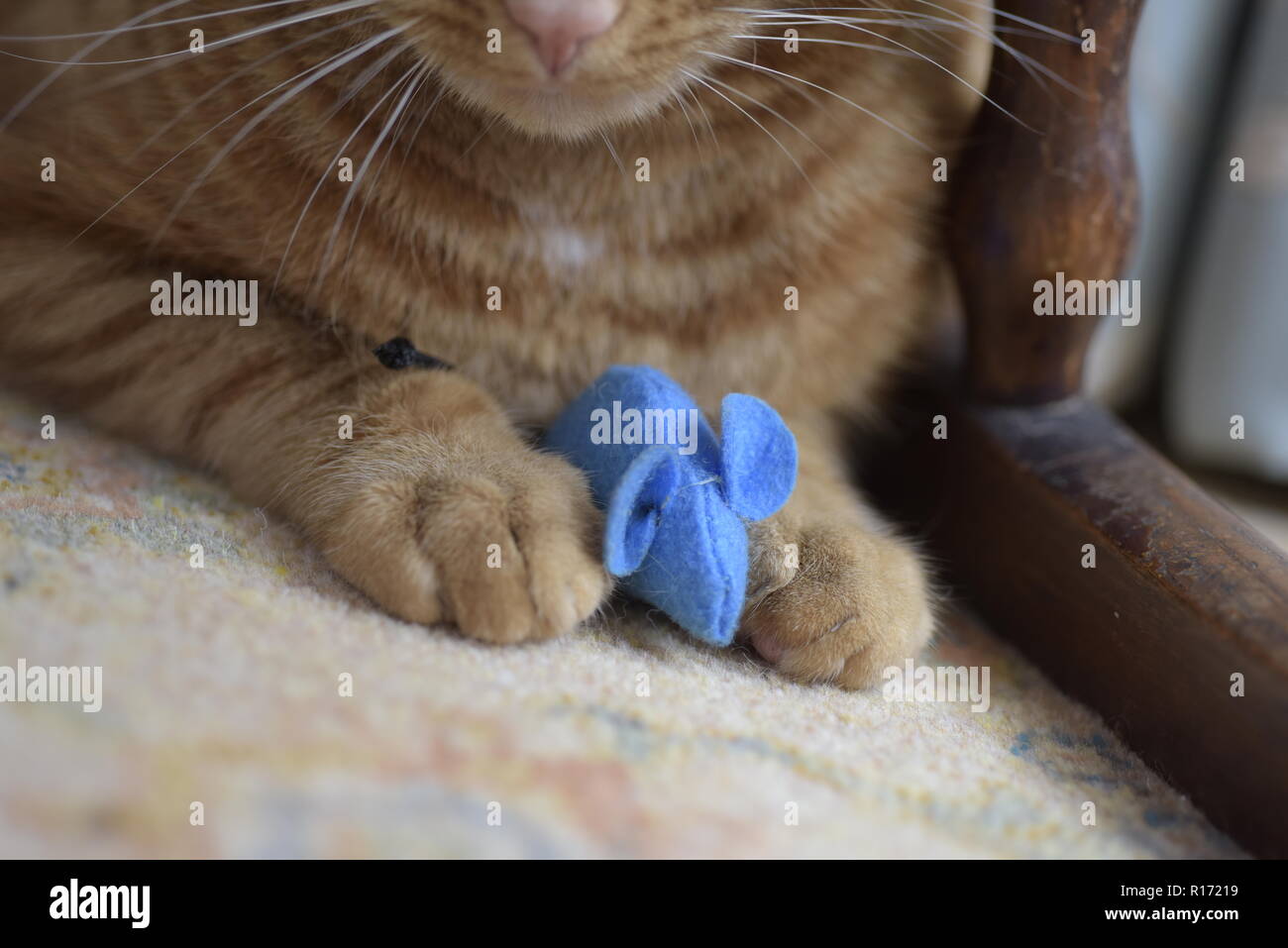 Grief animal hi-res stock photography and images - Alamy