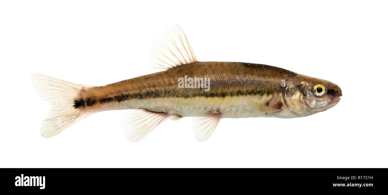 Side view of an Eurasian minnow, Phoxinus phoxinus, isolated on white ...