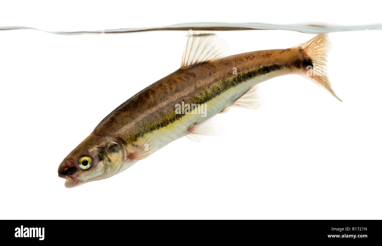 Side view of an Eurasian minnow swimming down, under water line ...