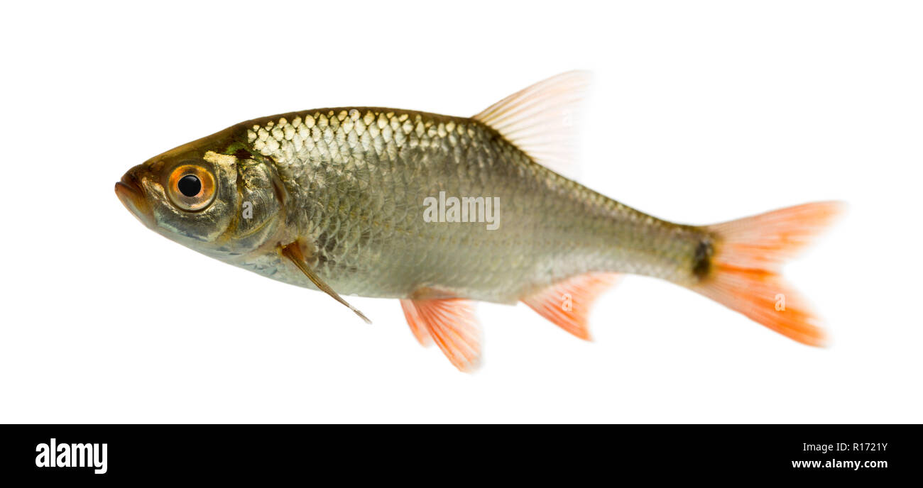 Side view of a Common roach, Rutilus rutilus, isolated on white Stock ...