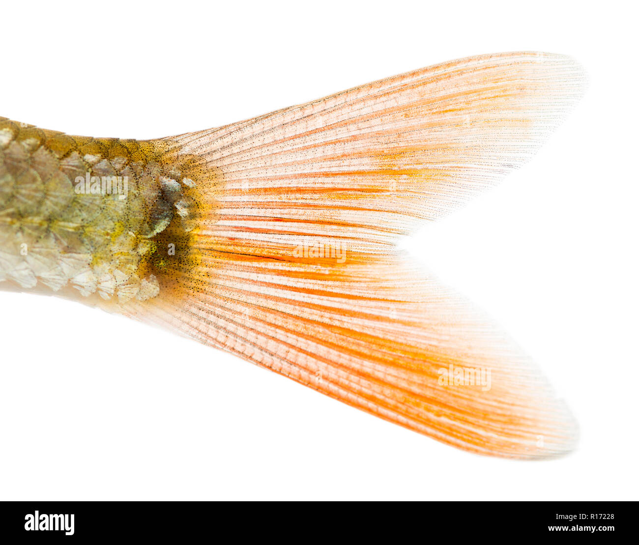 Fish caudal fin hi-res stock photography and images - Alamy