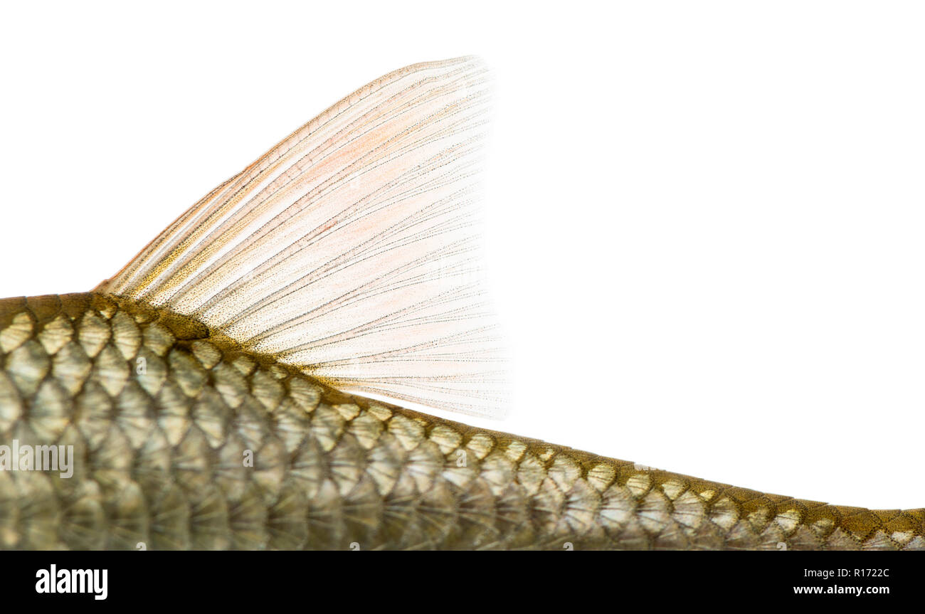 Side view of a Common roach' dorsal fin, Rutilus rutilus, isolated on ...