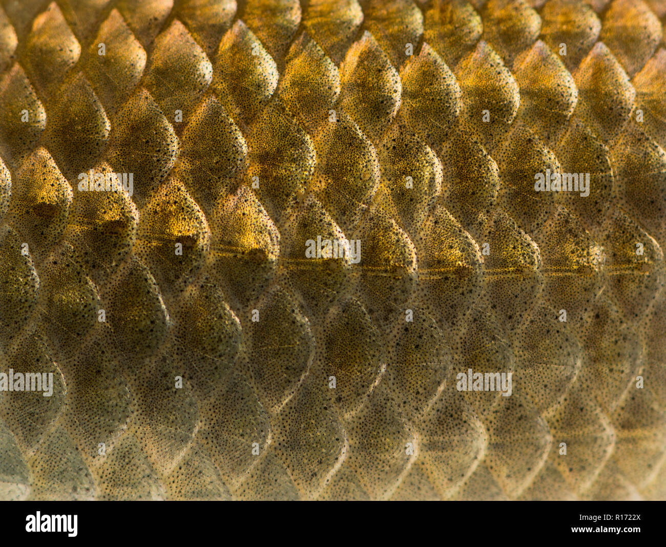 Macro of a Crucian carp skin, Carassius carassius, isolated on white ...