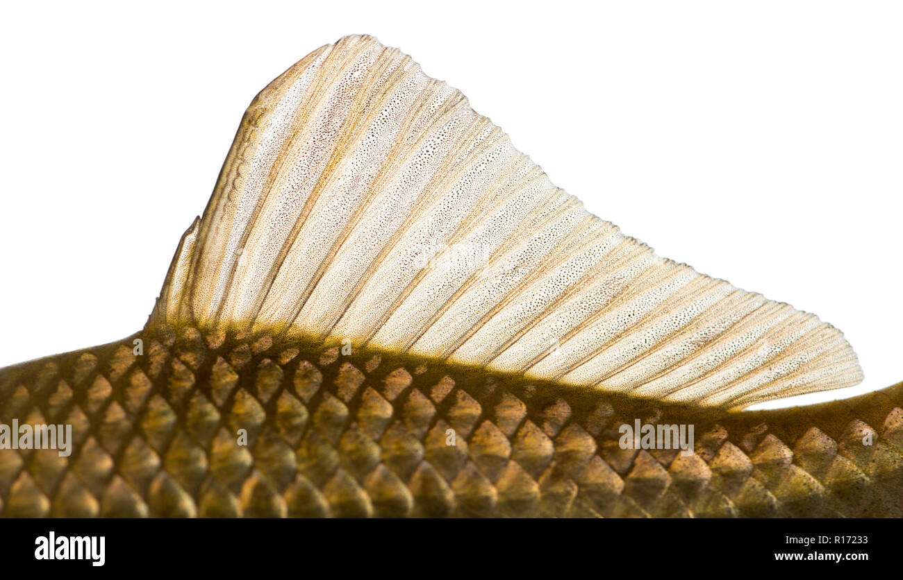 Side view of a Crucian carp's dorsal fin, Carassius carassius, isolated ...