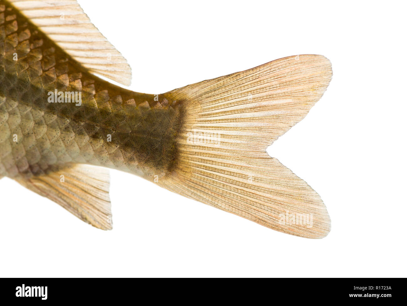Close-up of a Crucian carp's caudal fin, Carassius carassius, isolated ...