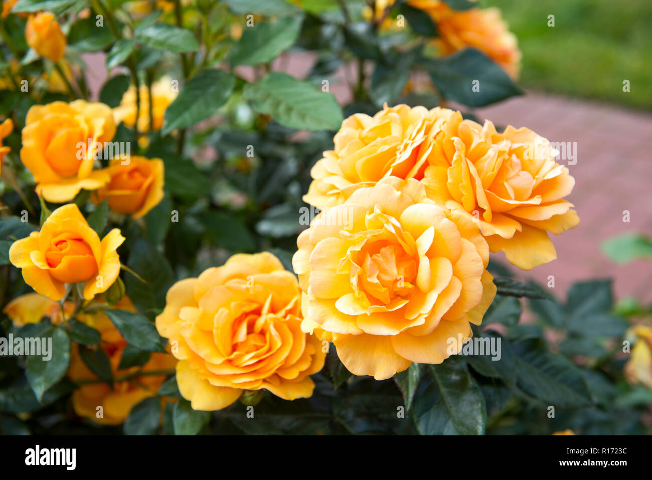 Rose prominently hi-res stock photography and images - Alamy