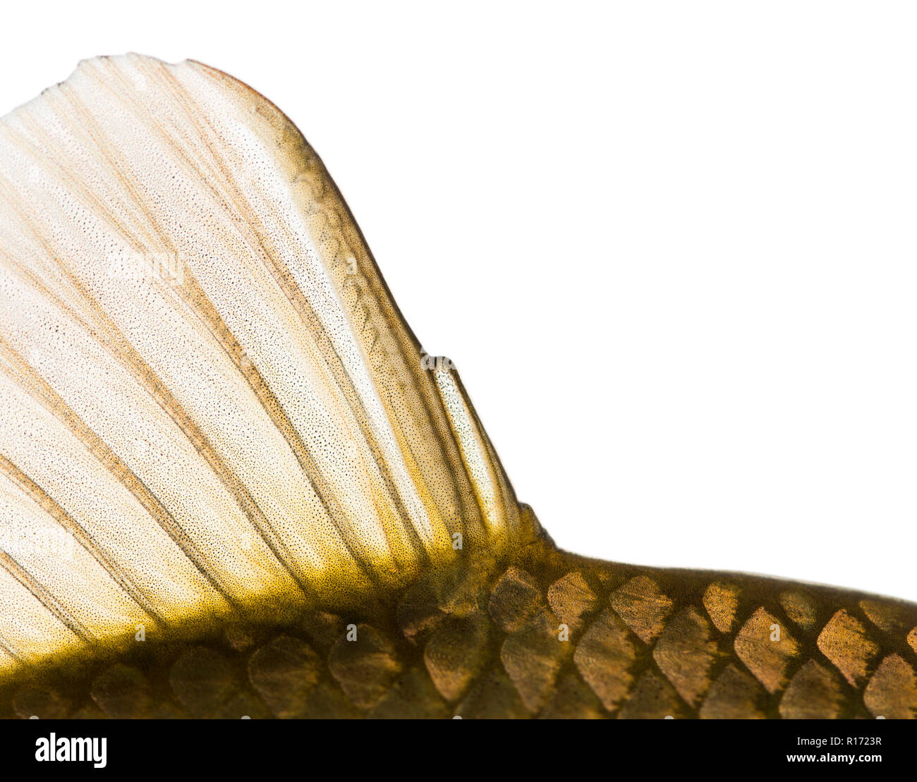 Close-up of a Crucian carp caudal fin, Carassius carassius, isolated on ...