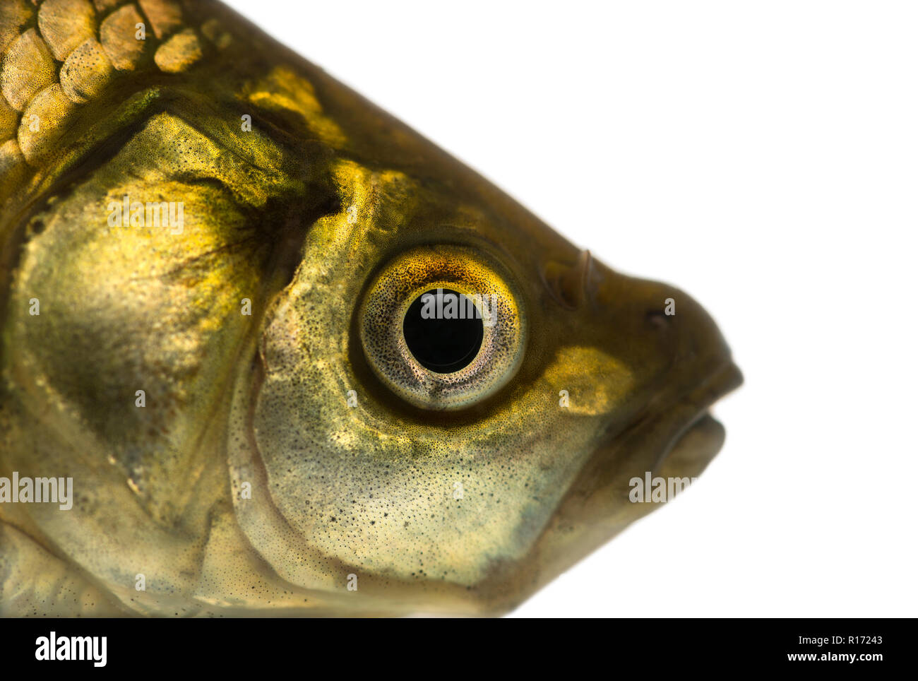 Carassius carassius hi-res stock photography and images - Alamy