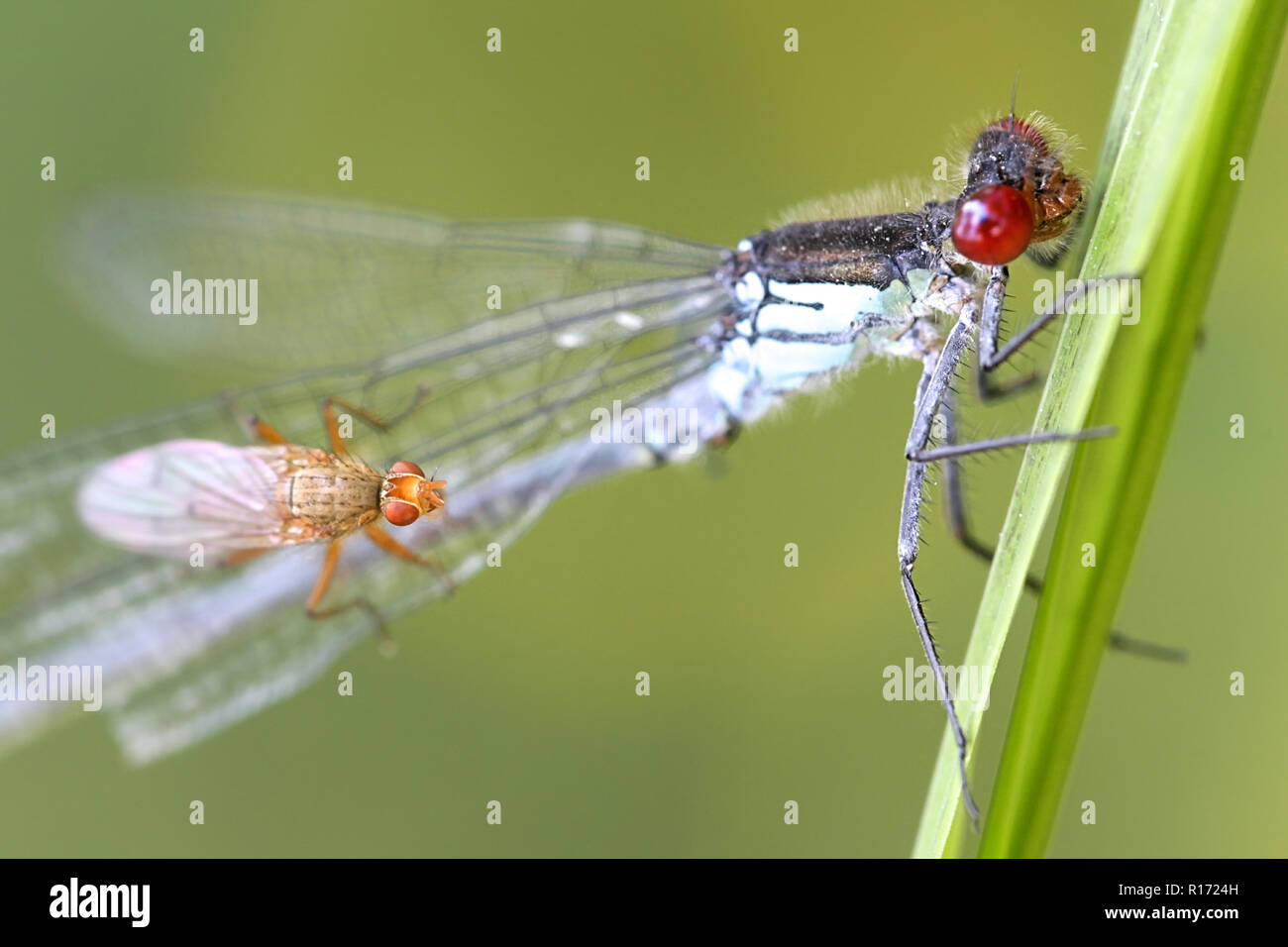 Red-eyed damselfly, Erythromma najas, and predatory fly, Scathophaga ...