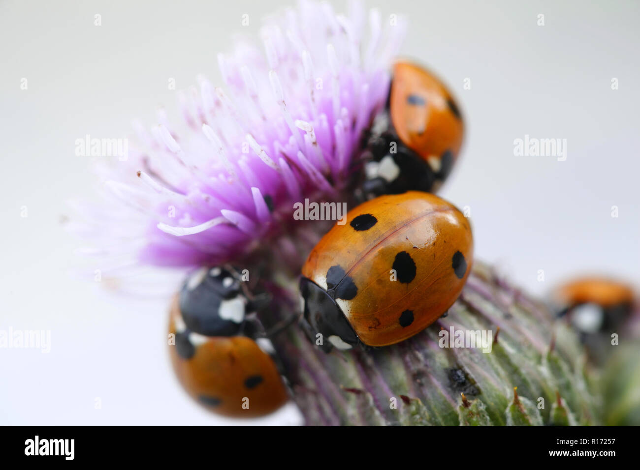 Ladybug aphids hi-res stock photography and images - Alamy