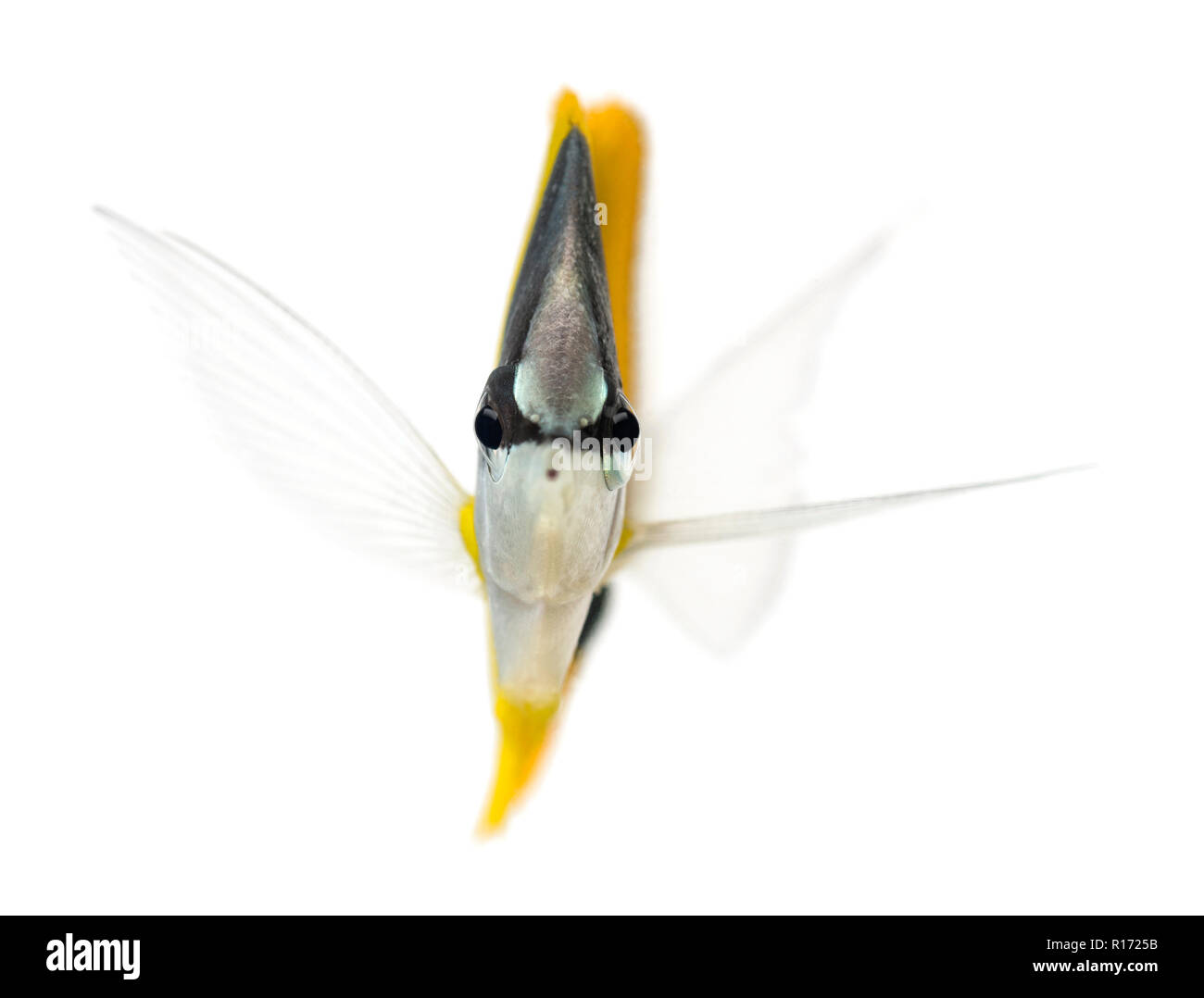 Front view of a Longnose Butterflyfish, Forcipiger longirostris ...