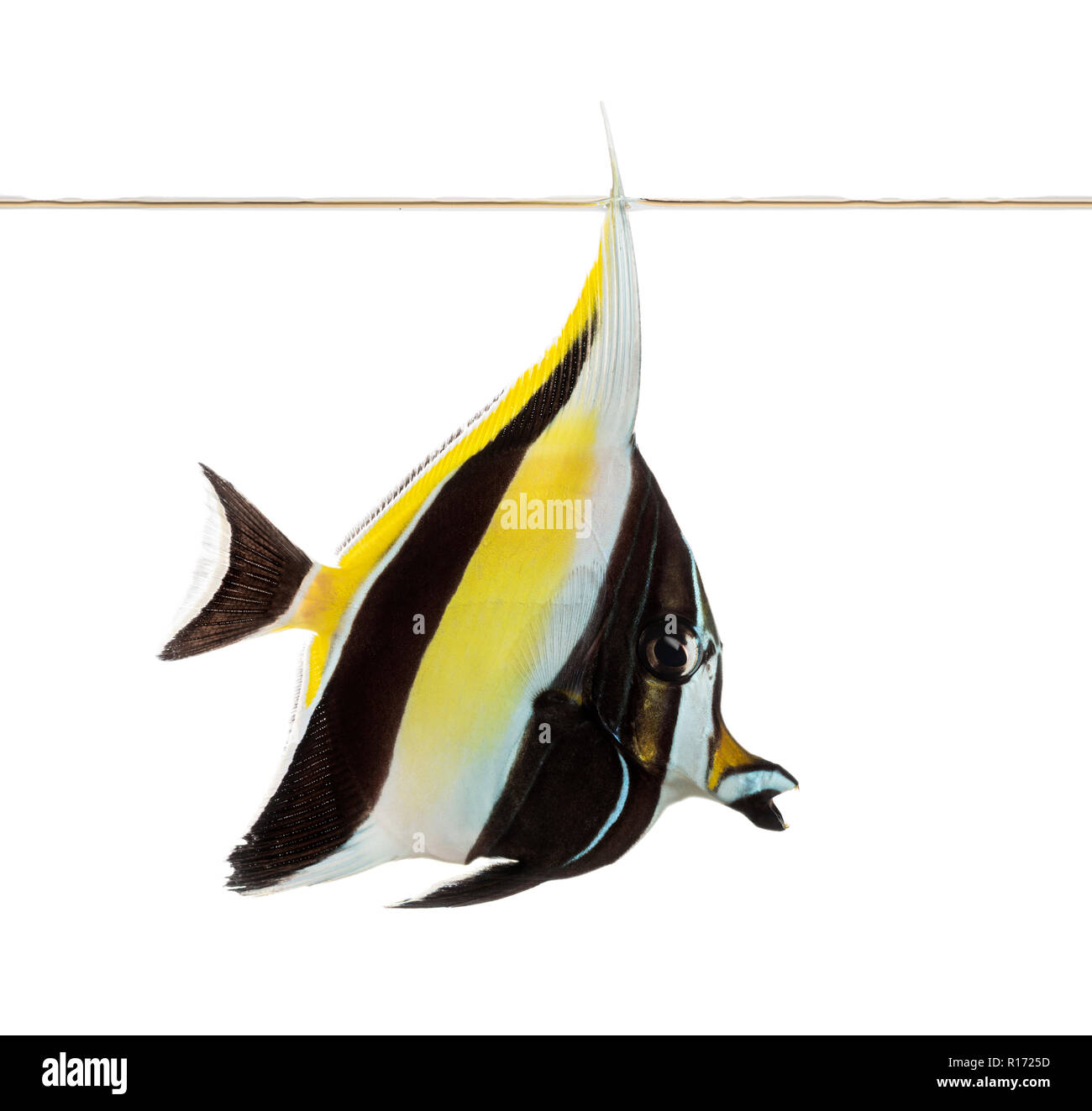 Side view of a Pennant Coralfish swimming under water line, Heniochus ...