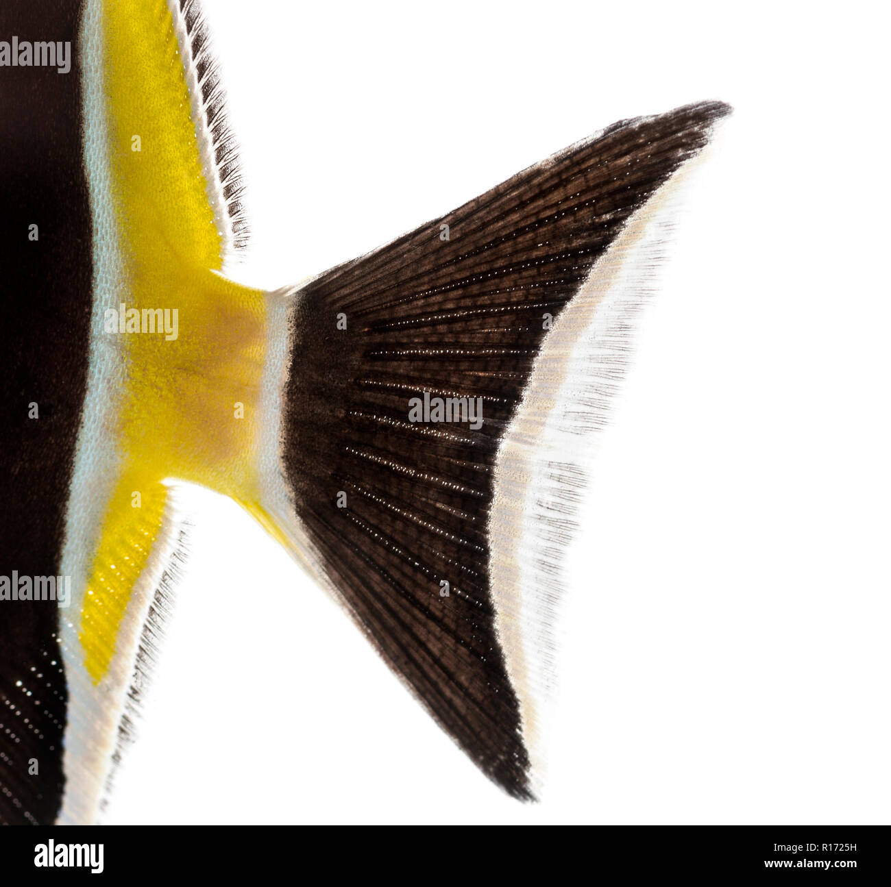 Caudal Fin Stock Photos & Caudal Fin Stock Images - Alamy