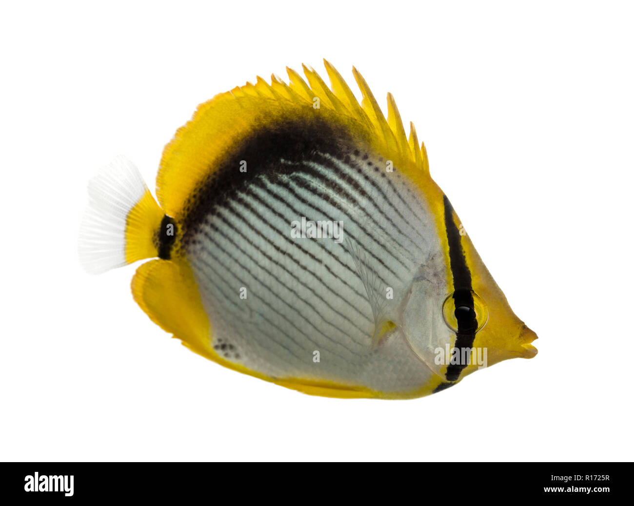 Side view of a Blackback Butterflyfish, Chaetodon melannotus, isolated ...