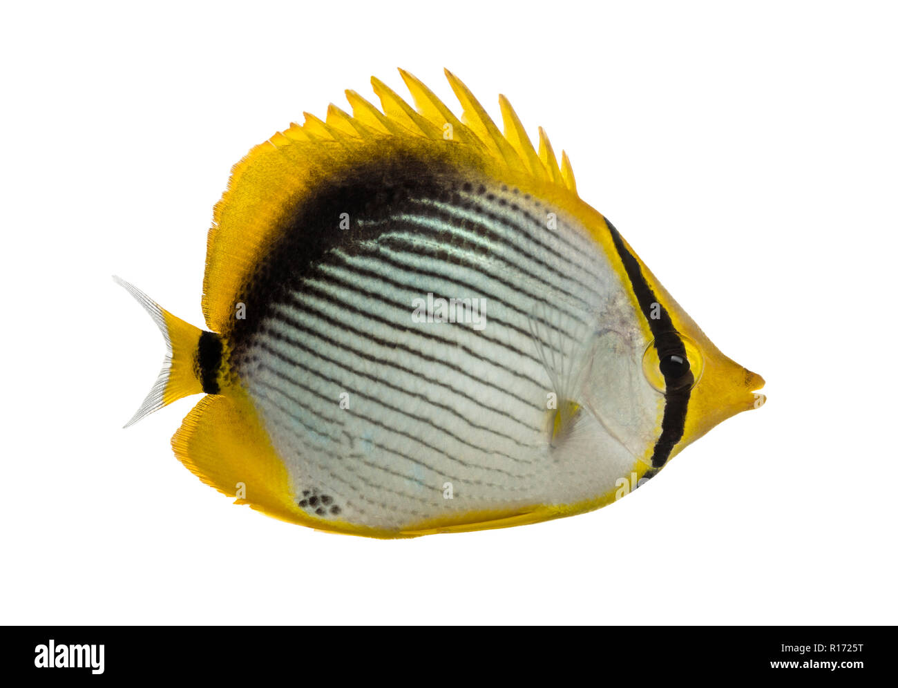 Black backed butterflyfish chaetodon melannotus hi-res stock ...