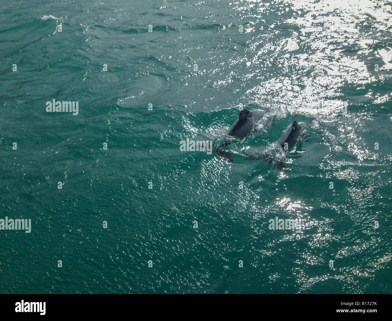 New zealand akaroa fish hi-res stock photography and images - Alamy