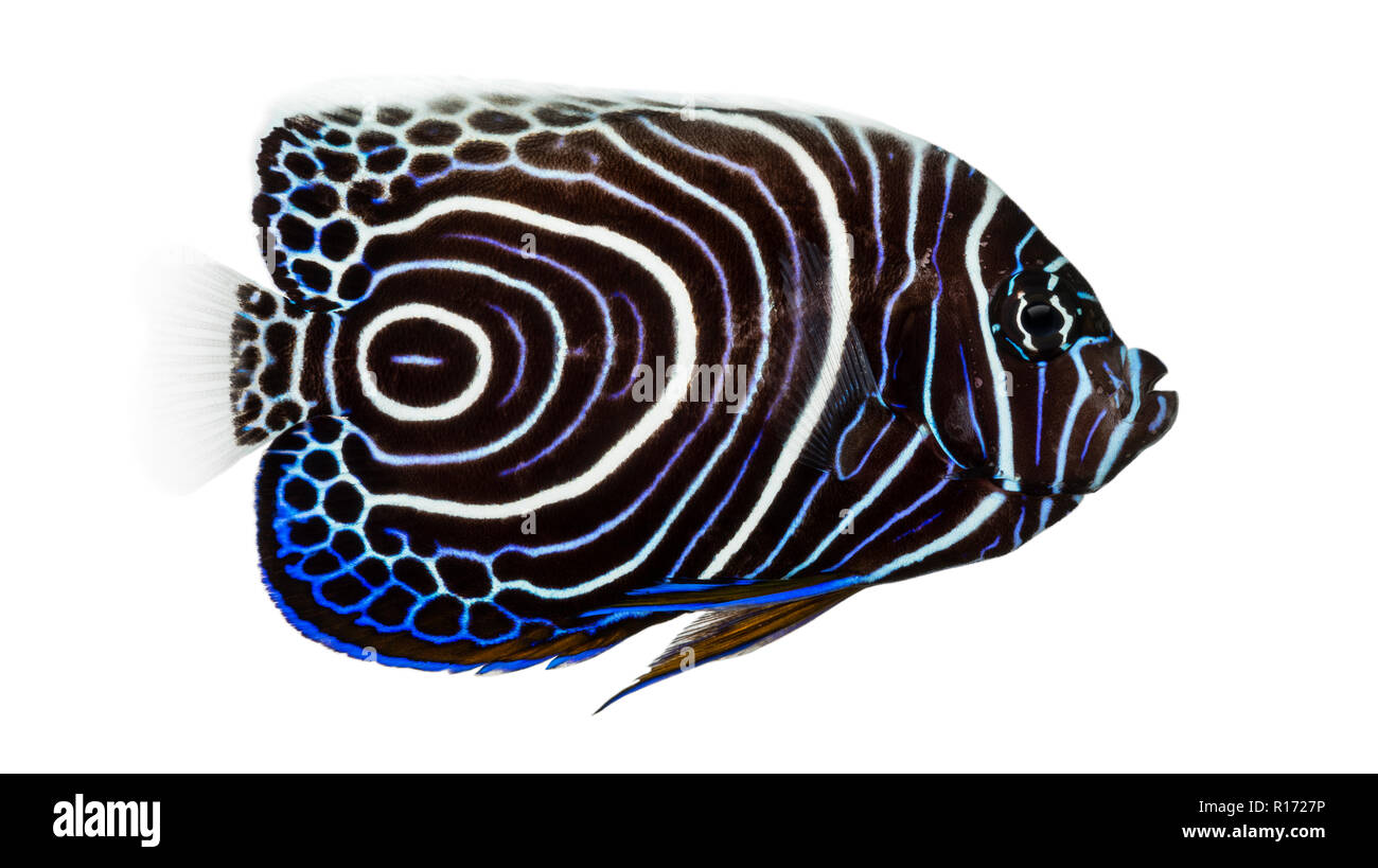 Imperator fish hi-res stock photography and images - Alamy