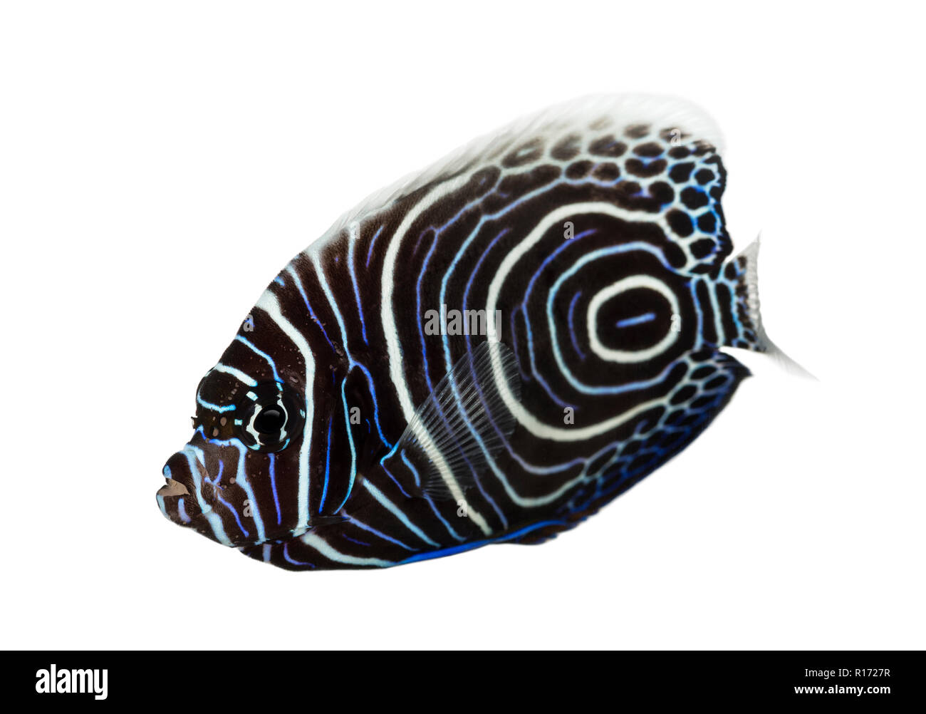 Emperor Angelfish, Pomacanthus imperator, isolated on white Stock Photo ...