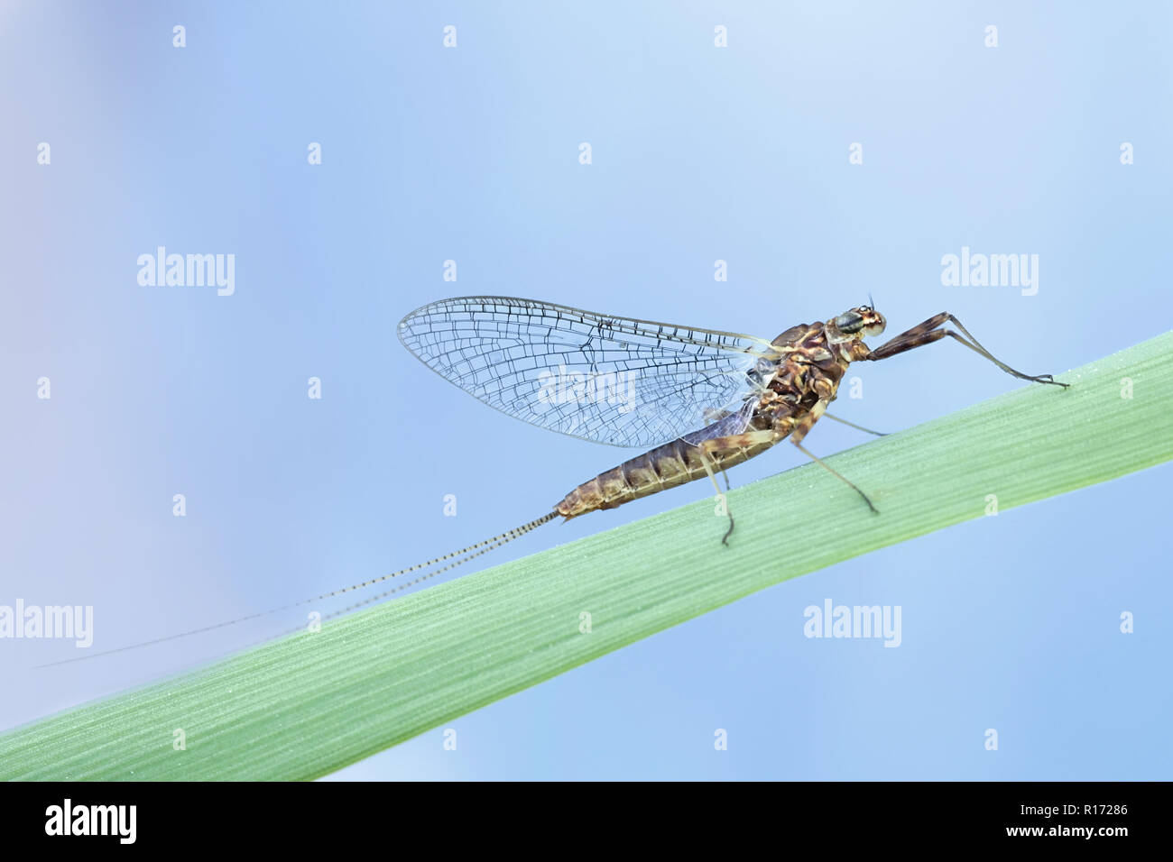Mayfly, also called Canadian soldier, shadfly and fishfly Stock Photo ...