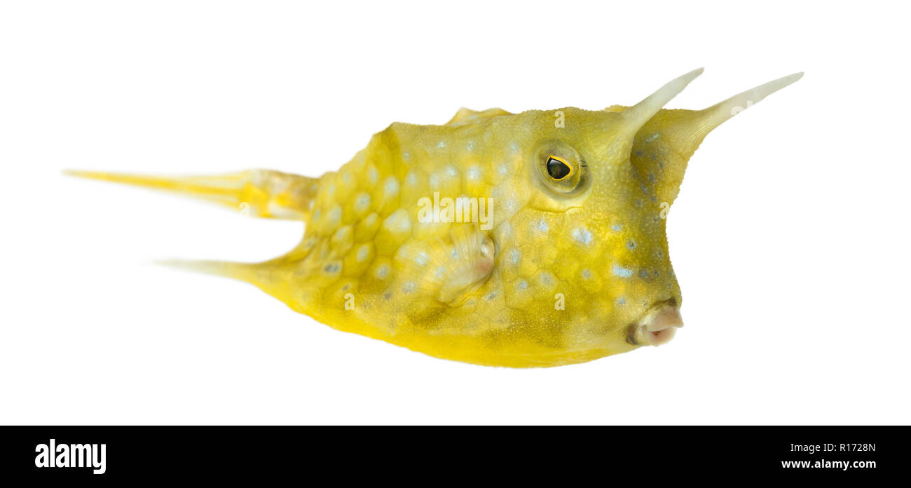 Longhorn cowfish, Lactoria cornuta, isolated on white Stock Photo - Alamy