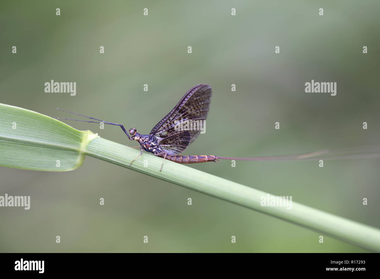Mayfly fishing hi-res stock photography and images - Alamy