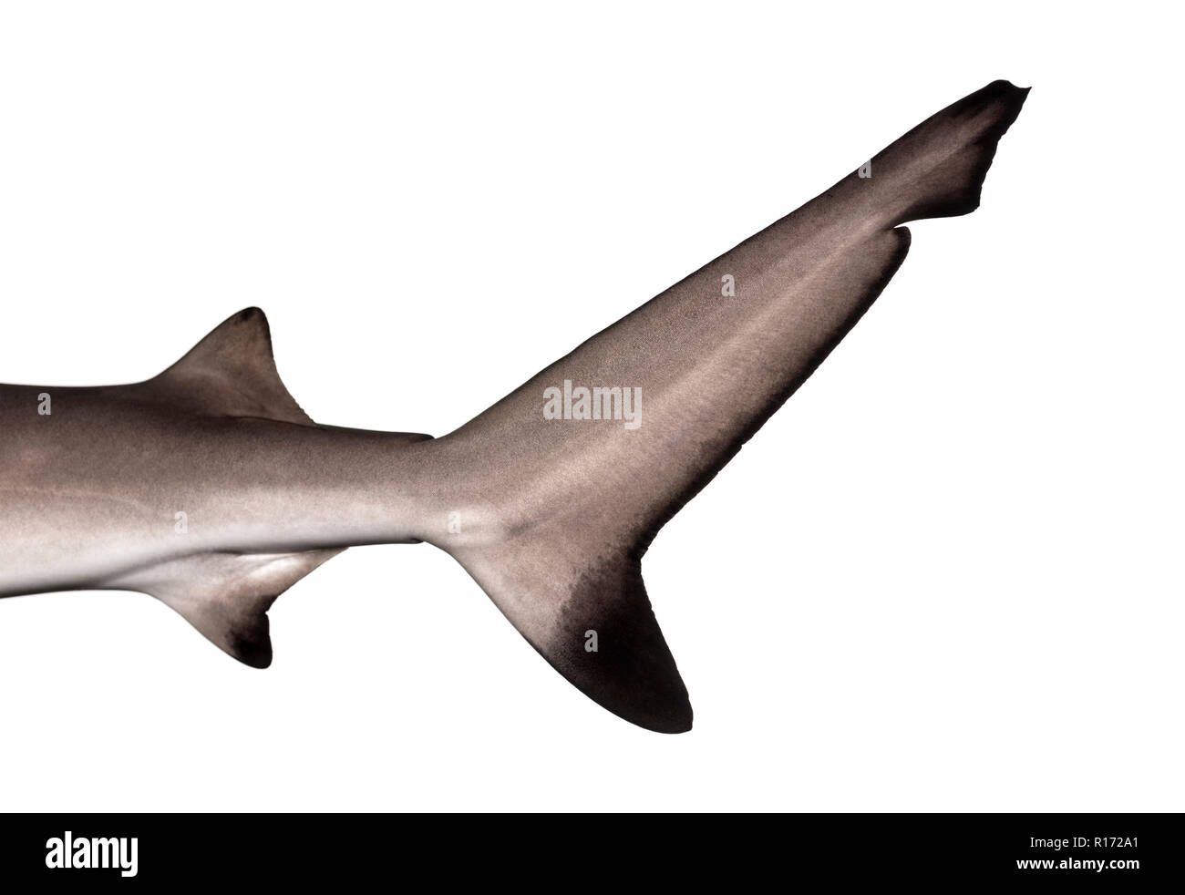 White caudal fin hi-res stock photography and images - Alamy