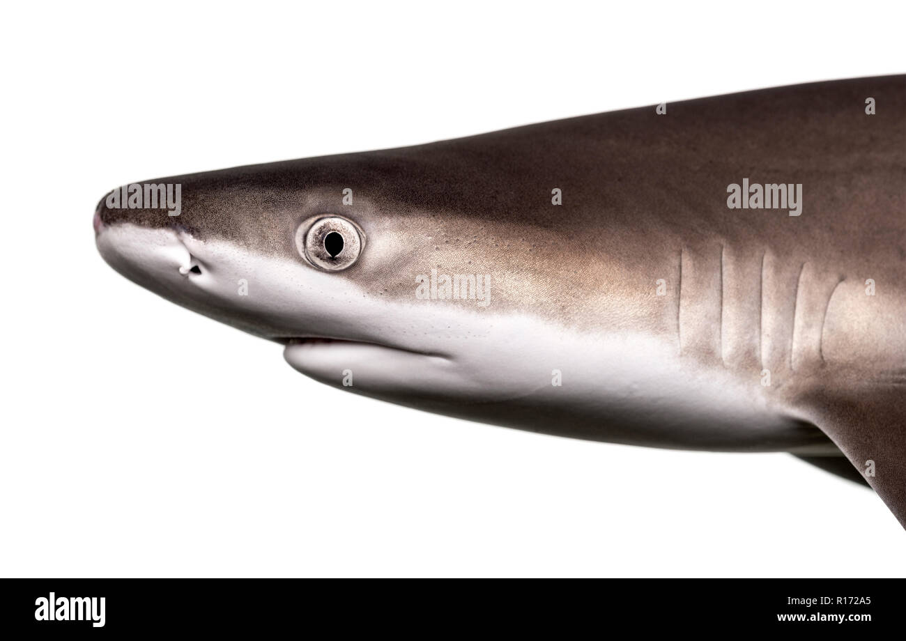 Black Fin Shark