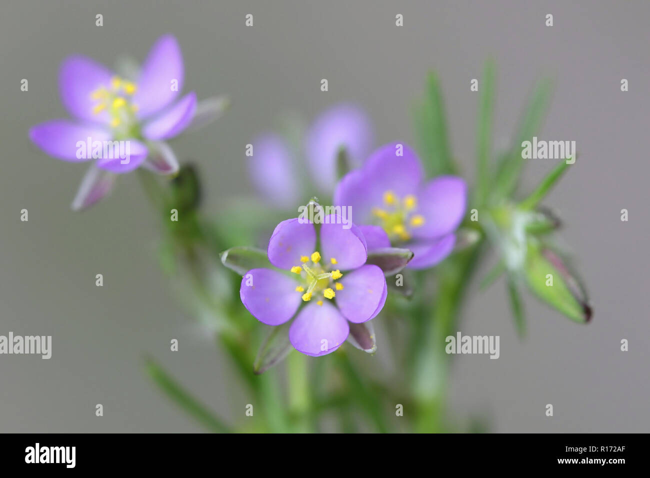 Salt sandspurry, Spergularia marina, also called lesser sea-spurrey ...