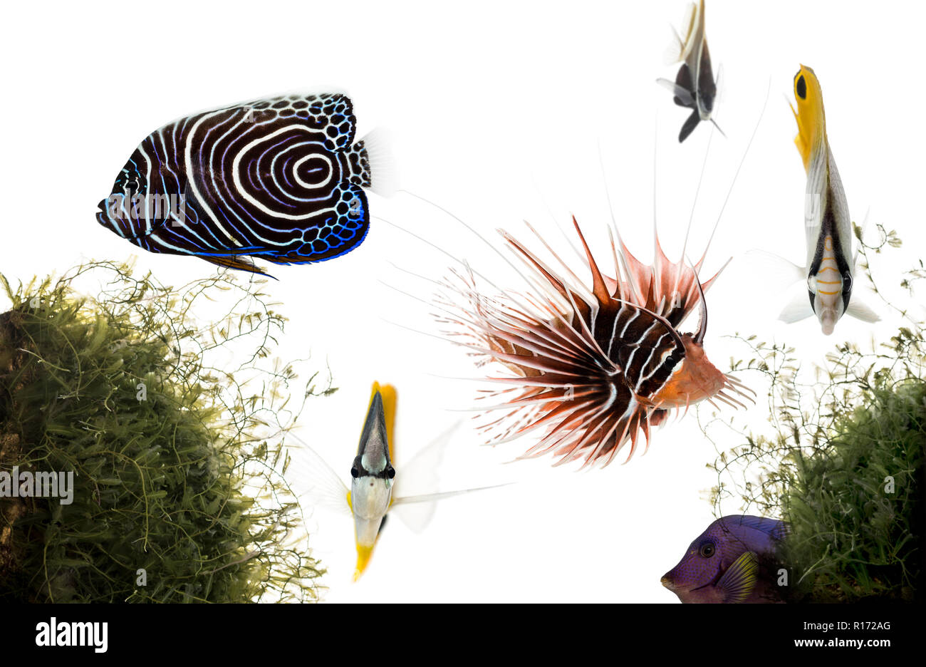 Animal school of fish hi-res stock photography and images - Alamy