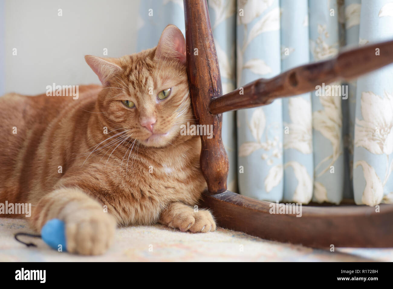 Close up portrait of a pet cat playing with his blue toy mouse hiding ...