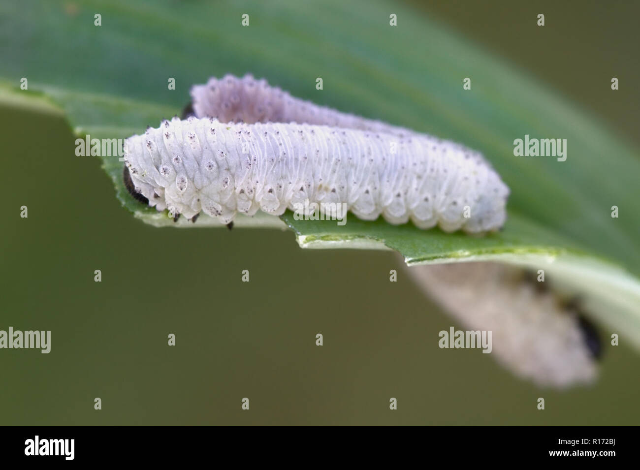 Harmful insect hi-res stock photography and images - Alamy