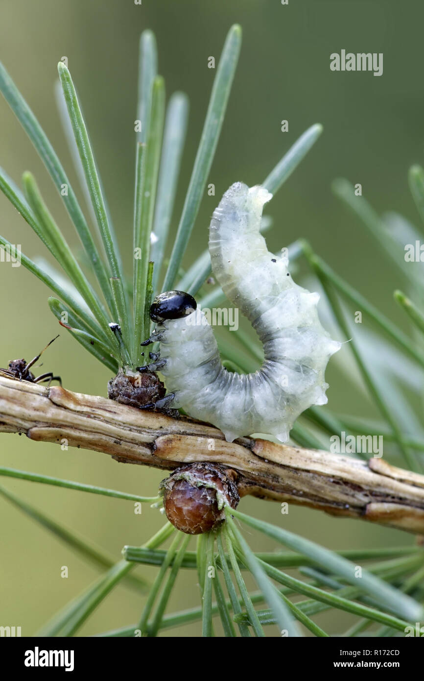 Larch sawfly larva, Pristiphora erichsonii, major pest of larch trees ...