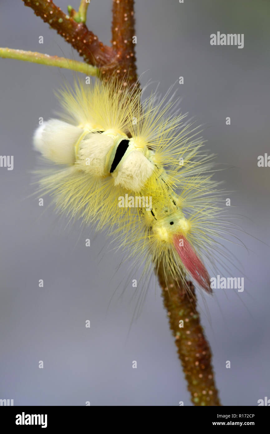 Pale tussock moth caterpillar, Calliteara pudibunda Stock Photo - Alamy