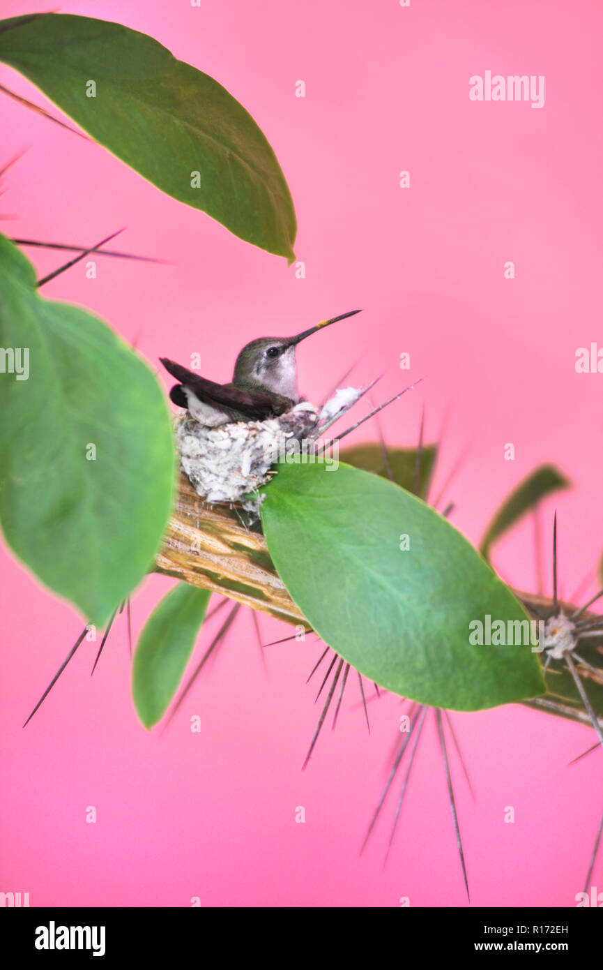 Female anna hummingbird hi-res stock photography and images - Alamy