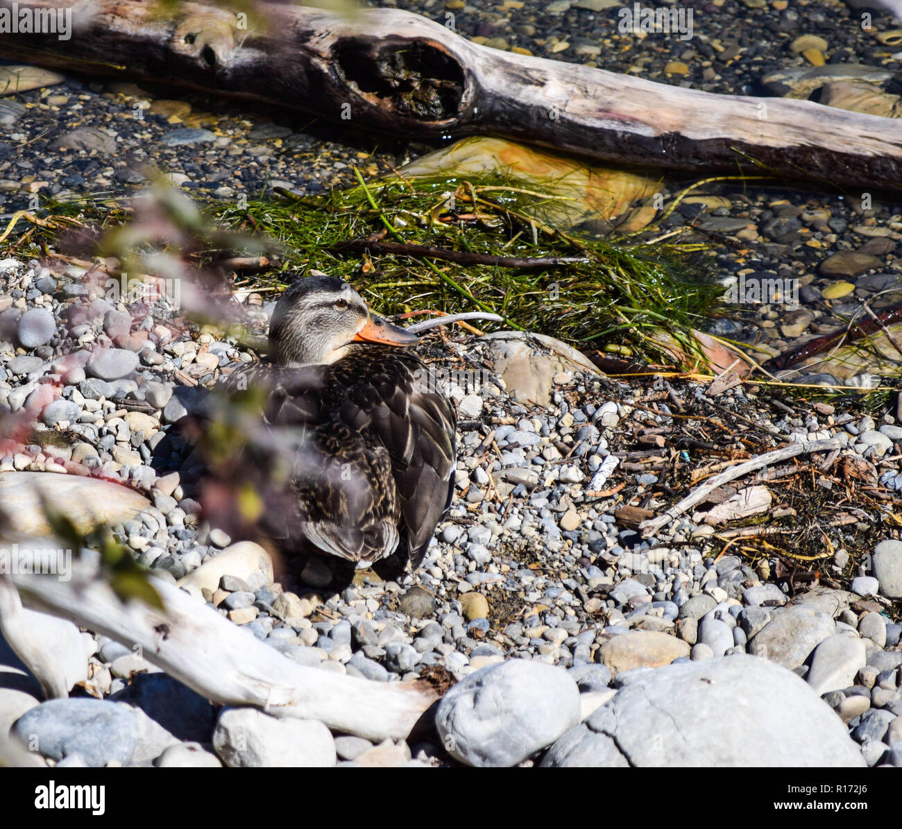 Migrating duck hi-res stock photography and images - Alamy