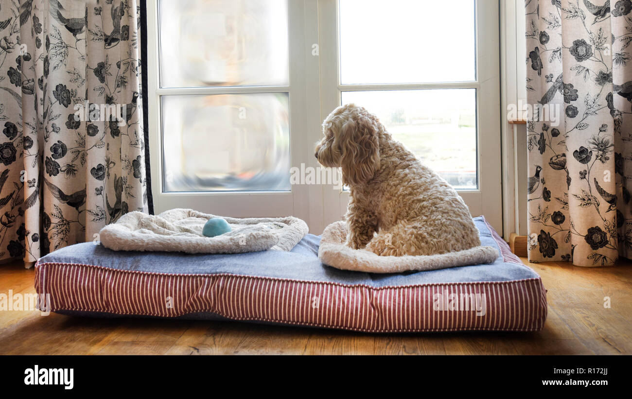Labradoodle dog sitting on his bed looking at an empty bed with blue ...