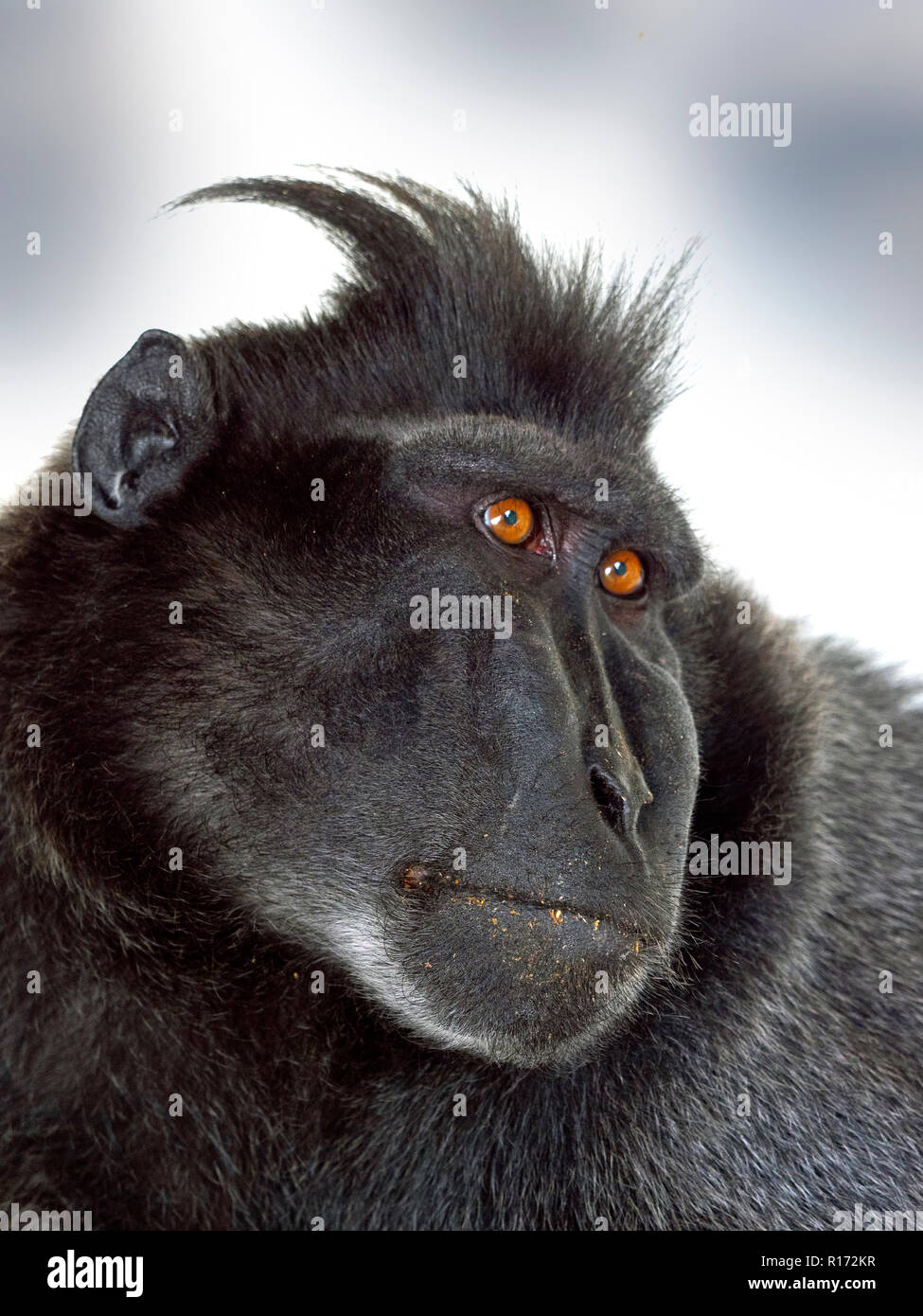 Celebes crested macaque Macaca nigra also known as the crested black macaque, Sulawesi crested ...