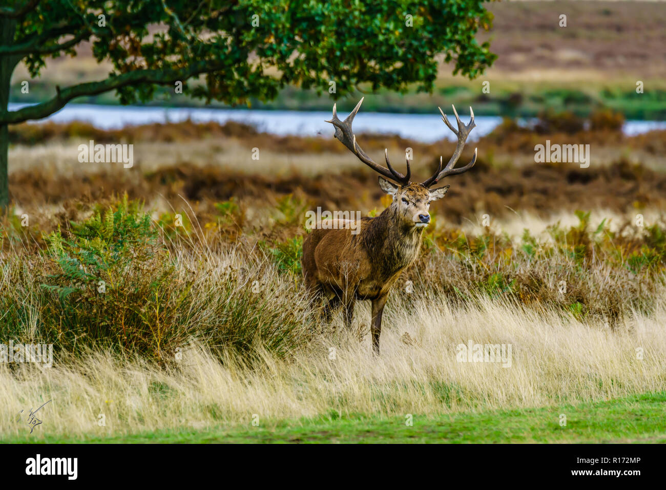 Majestic stag hi-res stock photography and images - Alamy