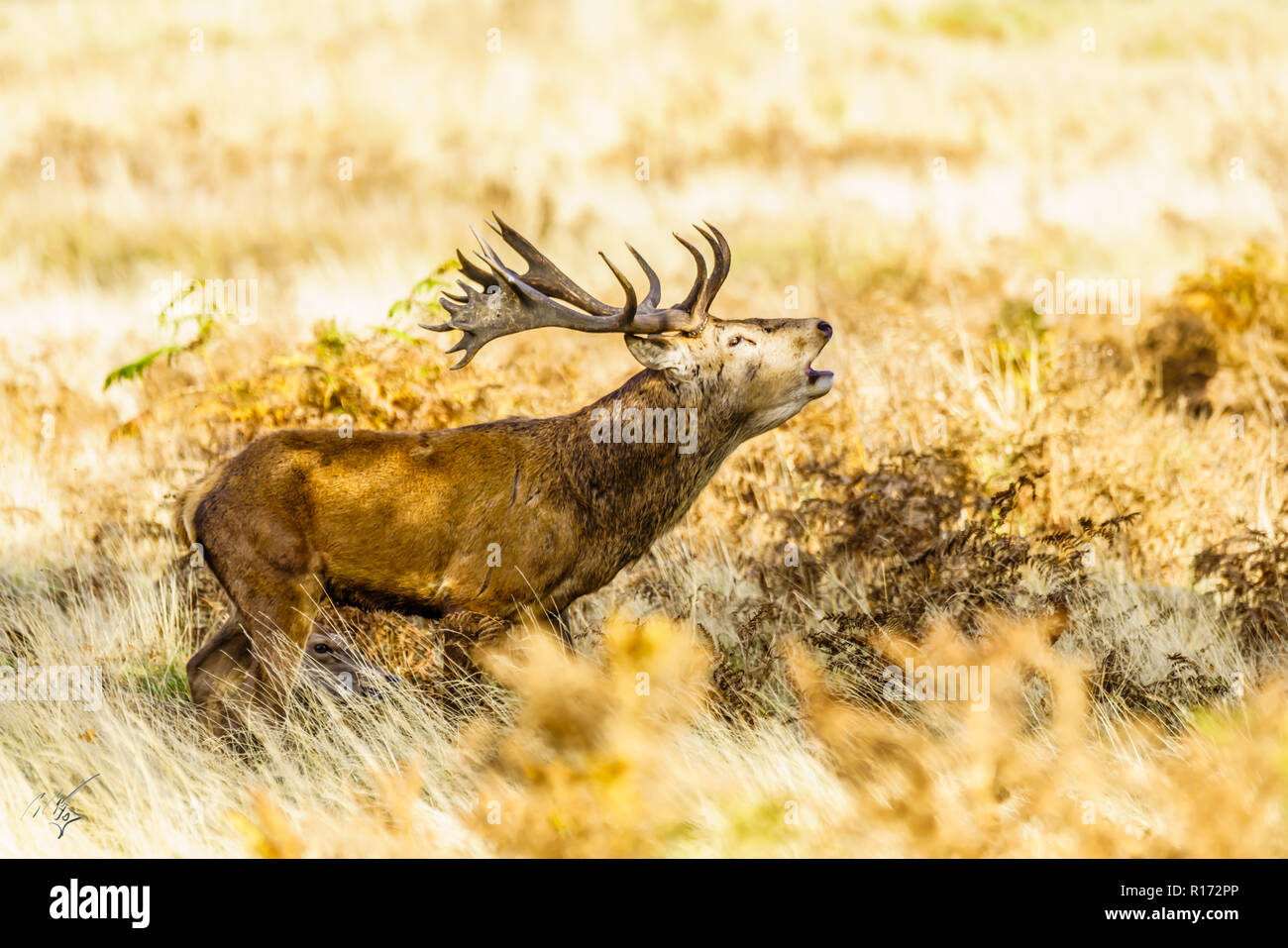 Majestic stag hi-res stock photography and images - Alamy