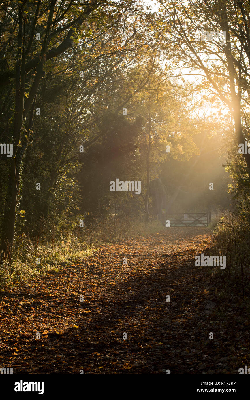 Tree lined path basking in golden autumn light at Colwick Country Park ...