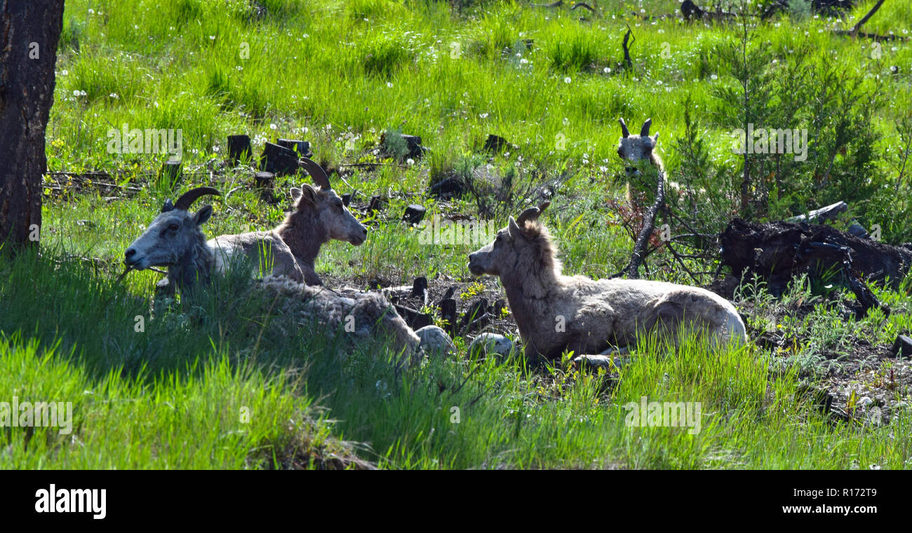 Canadian mountain sheep hi-res stock photography and images - Alamy