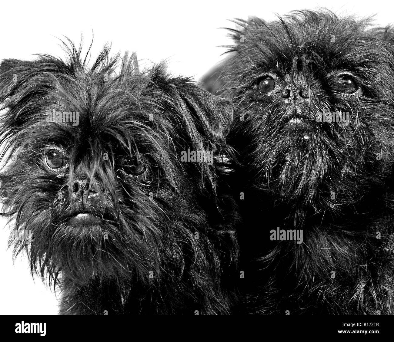Dog Monkey Stock Photos & Dog Monkey Stock Images - Alamy