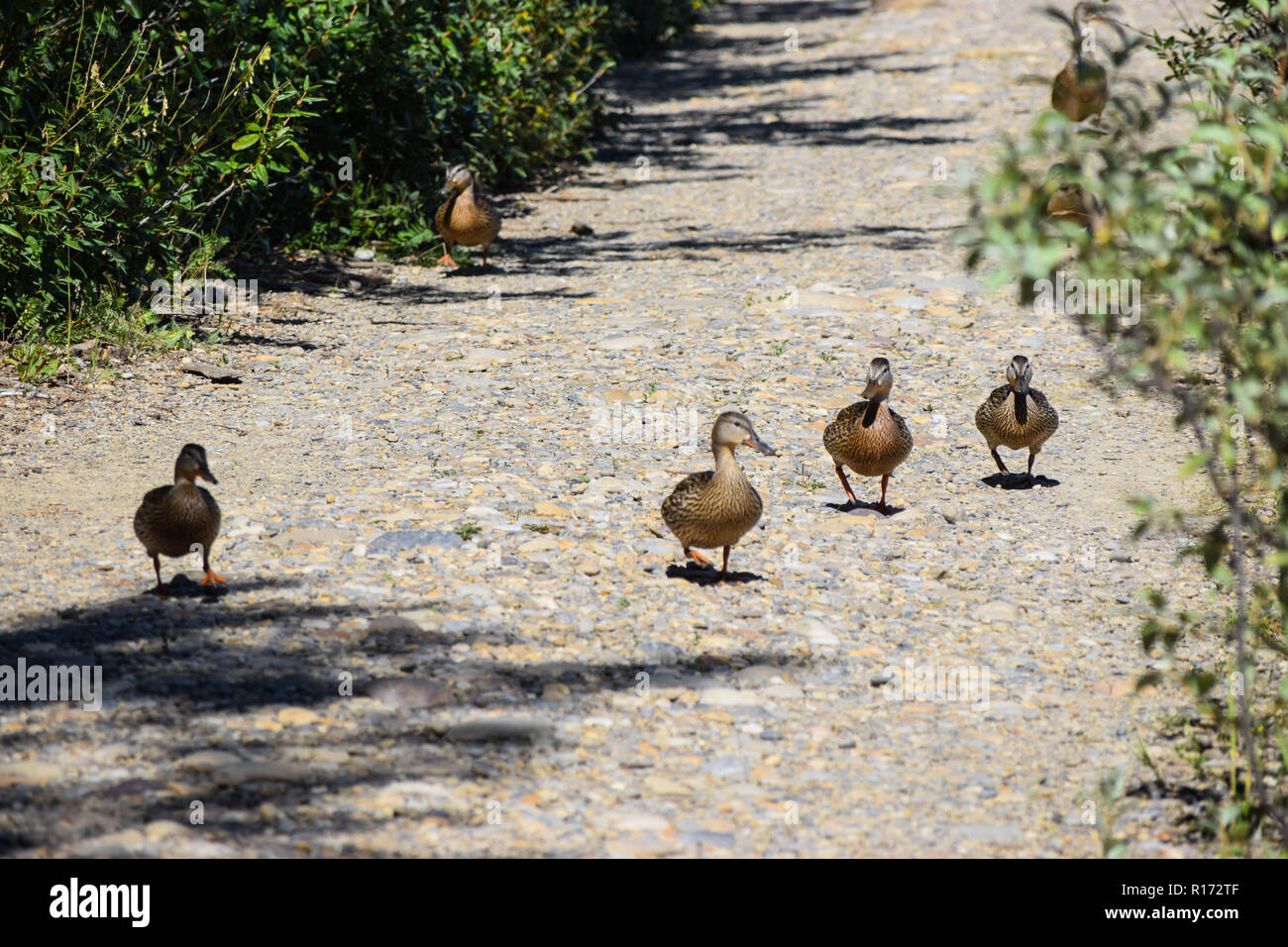 Pathway patrol hi-res stock photography and images - Alamy