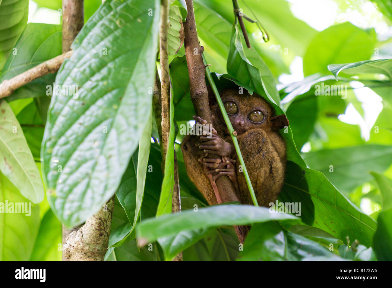 Endangered Tarsier in Bohol, Philippines - The world's smallest primate ...