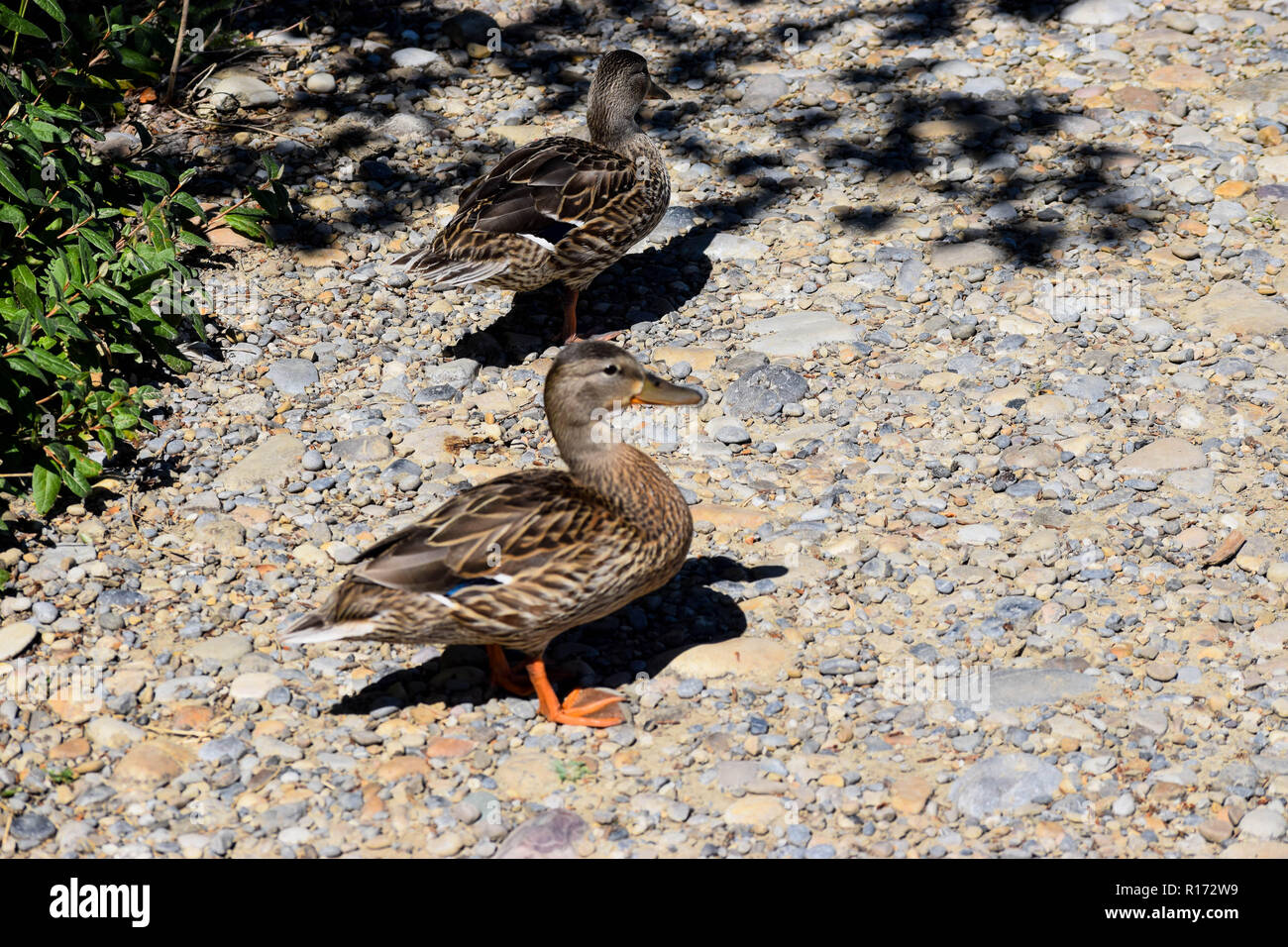 Female mallard duck walking through hi-res stock photography and images ...