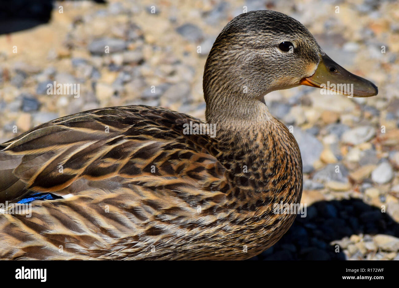 Pathway patrol hi-res stock photography and images - Alamy